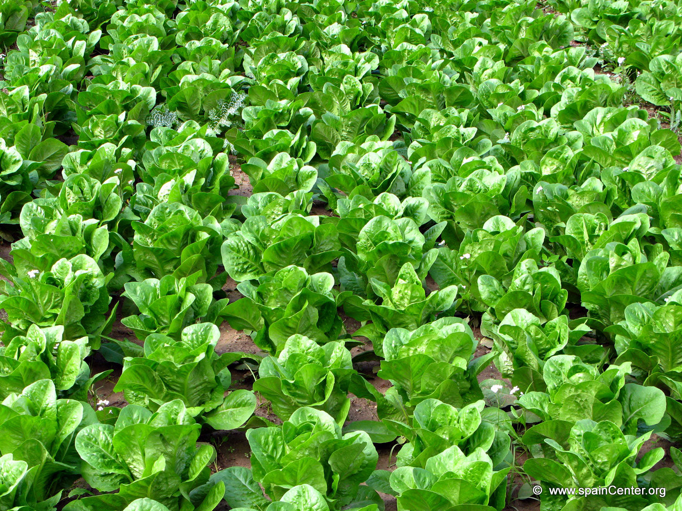 Cultivar lechugas en huerto, jardín, macerta.... | Blog de AGROBETA.com