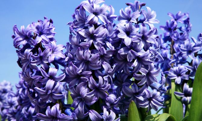 El cultivo del Jacinto El Blog de Agrobeta