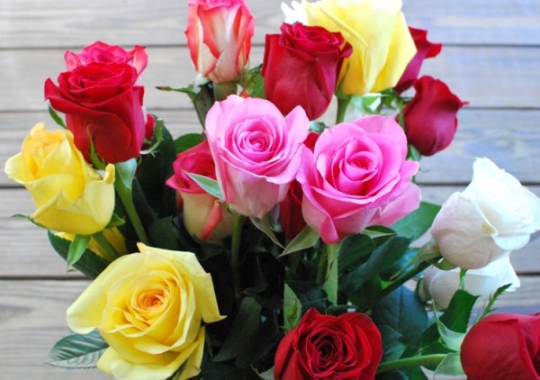 El cultivo de la Rosa El Blog de Agrobeta